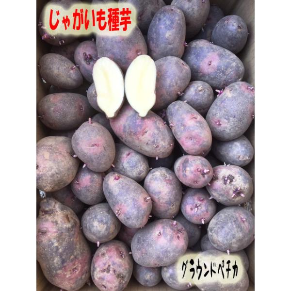 注）こちらの商品は畑作に適した種芋です！食用ではございませんのでご注意下さい。じゃがいも種子　グラウンドペチカ芋（デストロイヤー）　10ｋg　サイズ混合1ｋｇ/約10個前後（S〜L）特徴覆面レスラーのような赤いマダラのポテトユニークな外観が...