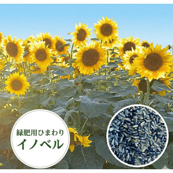 注）こちらの商品は緑肥の種子です。まき時期をご確認の上、ご注文をお願い致します。注)流動在庫につき在庫キレ、新種生産待ち等により、キャンセルまたは納品に多少お時間頂く場合がございますので、予めご了承頂きますようお願い致します。また現状の在庫...