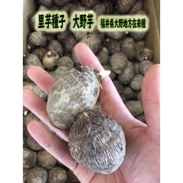 ☆大野芋　1ｋｇ　里いも種イモ☆☆青軸の子イモ専用種。イモの着生が極めて多く「親ぜめ」の別名がある。肉質はよくしまり、食味、品質が特に優れている。、近年人気急上昇の福井県大野地方の在来種☆子イモをを収穫する、里芋になります。注）こちらの商品...