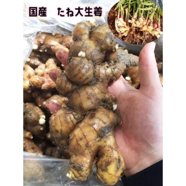 1ｋｇ/2個〜4個　（1部塊根を割って出荷させていただきます。予めご了承ください）☆　種子用大しょうが　土つき大生姜　5kg！生姜種☆植えつけ：4月中旬〜5月中旬産地：　長崎県産☆根茎が大きく、さわやかな辛みと芳香があり、薬味や漬物に利用さ...