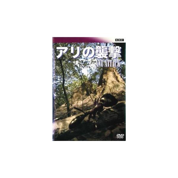 【バーゲン】 (ジャンル) 趣味、実用 動物 (入荷日) 2025-07-05