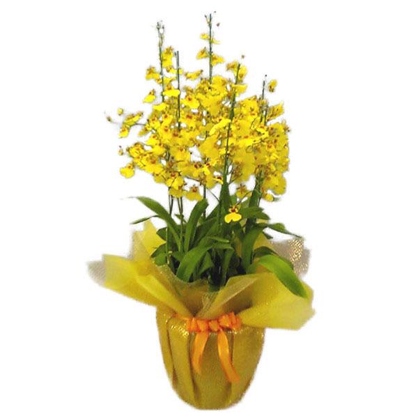 黄色の可憐な花です。温室不要で、初心者にも咲かせられます。花の数    ７本立ち        花の大きさ    横3cm程度   花の色    黄色        高さ    鉢下より80cm程度        鉢    陶器鉢　8.0号