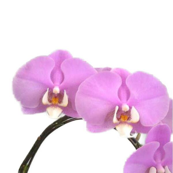 Phal.Malibu Madonna ‘Centlair Honoka’ファレノプシス マリブマドンナ ‘セントレアホノカ’交配種 ファレノプシス類 冬〜春珍しいピンク弁に白のリップです。弁質厚く花もちが非常に長いです。高さ:25cm 鉢...