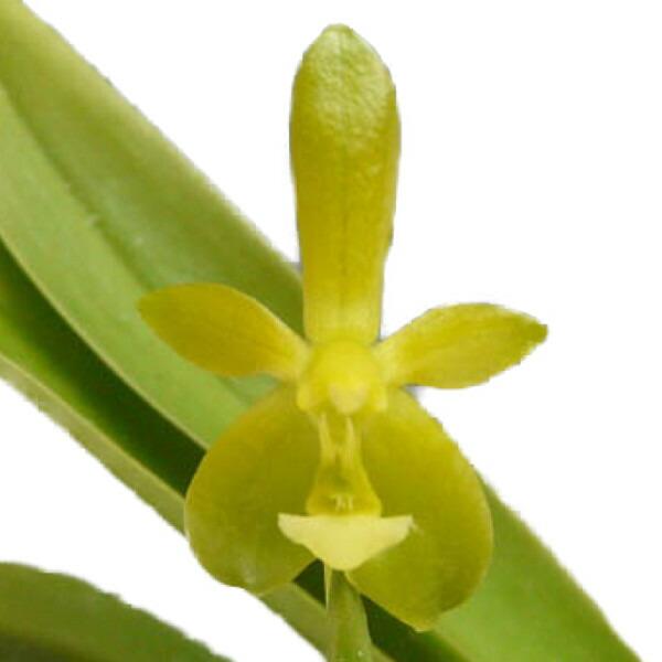 Phal.cornu-cervi var. albaファレノプシス コルヌセルビ アルバ原種 ファレノプシス類原種 実生芳香なし夏通常茶色の色抜け個体高さ:25cm 鉢サイズ:3.0号鉢 株サイズ:開花サイズ（BS）　花の状態:花なし株通常...