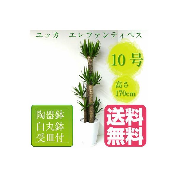 高さ 約160〜170cm前後鉢 白陶器鉢　受け皿付　白石マルチング 陶器鉢の規格サイズは多少変わる場合がございます。鉢の規格：幅約33cm　高さ約39cm＊陶器製品は特性上、多少の色愛の違い・色ムラ・釉飛び・ピンホール・小さなカケなどある...