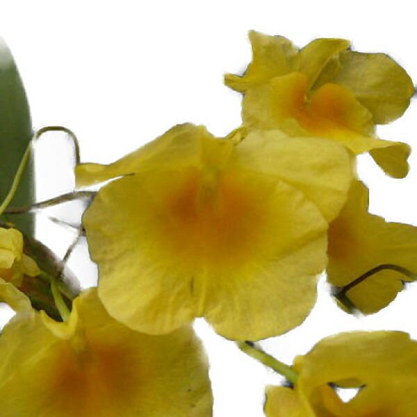 Den.lindley ‘Ikeya’デンドロビューム リンドレイ ‘イケヤ’原種 デンドロビューム原種 分け株（OG DIV）芳香なし冬タイ産(=Den.aggregatum)花は大きく、フロリダサンシャインより花が詰まって咲く選別個体で...