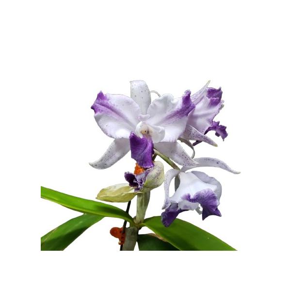 C.Interglossa ‘Super Blue’カトレア インターグロッサ ‘スーパーブルー’C.amethystoglossa x C.intermedia交配種 カトレア多輪性交配種 秋E.Thayer / E.Thayer　/ 0...