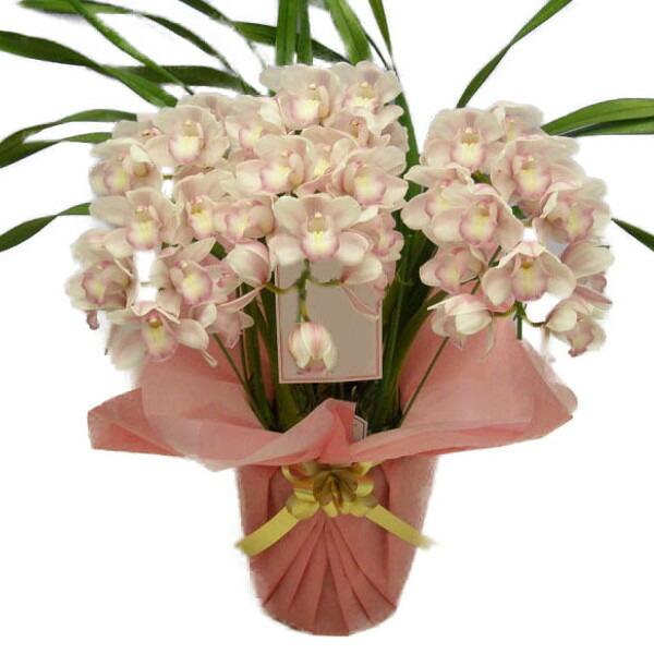 冬を色どる洋蘭のシンビジュームです。花もちがとてもよいです。贈り物、部屋飾りに最適です。 花の数 3本立ち 花の大きさ 横、約5-6cm 花の色 ピンク 高さ 鉢下より約70cm 鉢 7.0号 取扱期間 およそ11月-2月 花持ち予想 約1...