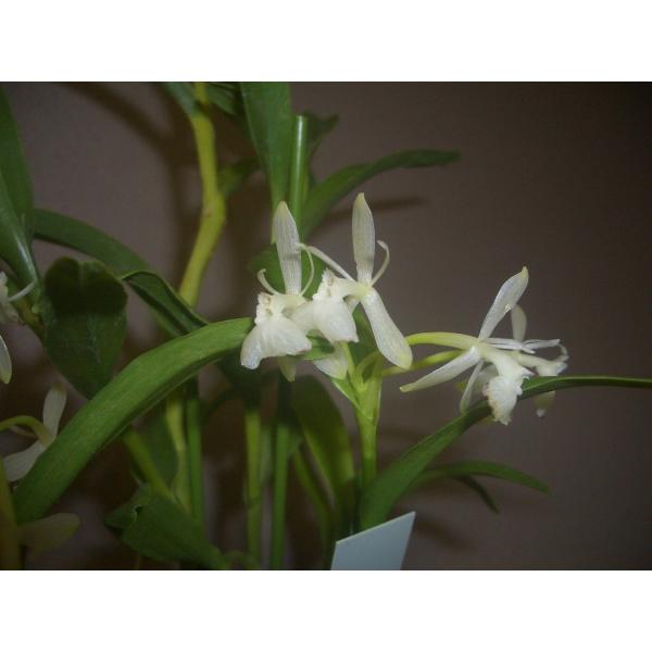 *商品は生花につき、規格、写真は、実物と多少異なります。