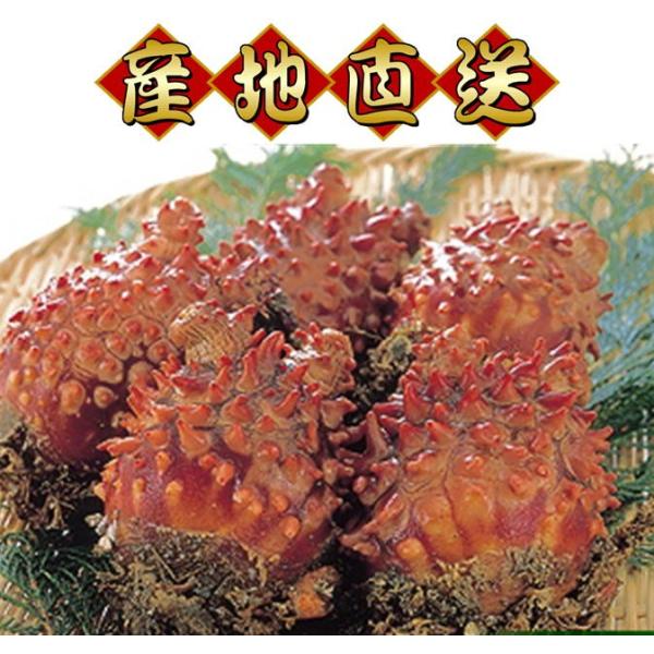 岩手県・種市から直送！殻付き天然ホヤ（活ほや）２Ｋｇ※２ｋｇ（6〜7個）※天然ホヤですのでひとつずつ大きさが異なります。ご了承下さい。※時化等により漁に出られない場合がございますので、【着日指定不可】となります。ご了承ください。お届け時間は...