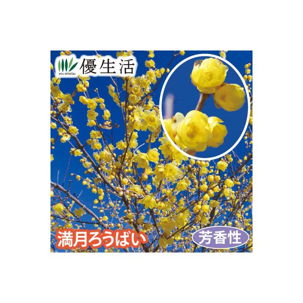 濃厚な甘い香り。 丸みのある抱え咲きの大輪花で、切り花として古くから親しまれてきたろうばいです。●セット内容／1ポット●標準開花期／１〜２月●標準草丈／1〜3ｍ（落葉低木）●鉢植えできる●庭植えできる●切り花できる●日当たりを好む●寒さに強...