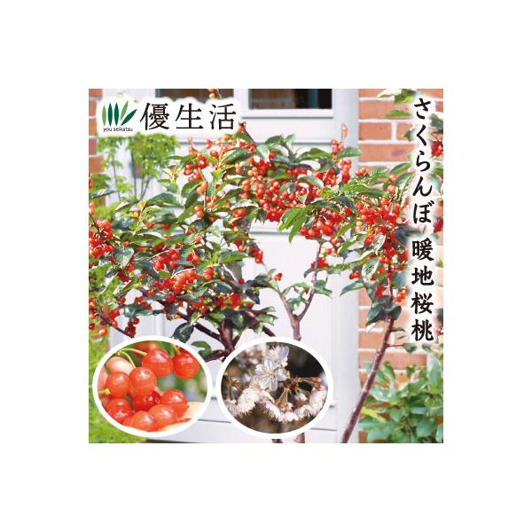 １本でも実の成るさくらんぼ！ 鉢でも楽しめる比較的小型の品種です。※自家結実●セット内容/1ポット●標準開花期/4月頃●収穫期/6〜7月●標準草丈/1〜2m（落葉低木）●鉢植えができる●庭植えできる●日当りを好む●寒さに強い●生産国/日本●...