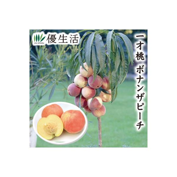 鉢植え向きの美味しいピーチ!! 鉢植えに適した草丈の低い品種で、きれいな花と美味しい果実の両方が楽しめる実モモの改良品種です。※自家結実●セット内容/1ポット●標準開花期/3〜4月●収穫期/6〜7月●標準草丈/1〜2ｍ（落葉低木）●鉢植えが...
