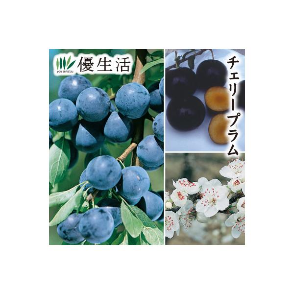 さくらんぼとスモモが一つになったような果樹。 黒紫色の皮に明るい飴色の果肉。甘味が強く生食ができるほか、スモモの交配樹としても利用でき、花もきれいです。※自家結実●セット内容/1ポット●標準開花期/3〜4月●収穫期/8〜9月●標準草丈/1〜...