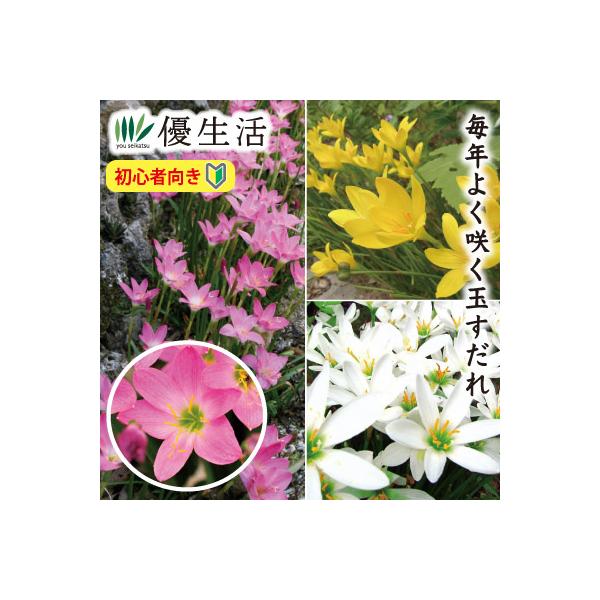 植えっぱなしでよく咲き、増えます。 通路・生垣の縁取りなどに、雑草も育ちにくく、毎年よく花を咲かせてくれます。●セット内容/3種60球（桃花種、黄花種、白花種　各20球）●標準開花期/6〜10月頃●標準草丈/0.15〜0.25m●鉢植えがで...