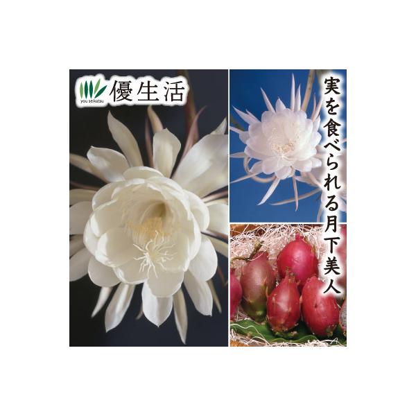 花と果実が楽しめます。 月下美人は一夜限りの花で、香りも楽しめます。今回は甘い実が着く「大実月下美人」と、受粉用の「姫月下美人」をセットでお届けします。●セット内容/2種2株（大実（食用）月下美人、姫月下美人　各１株）●標準開花期/7〜8月...