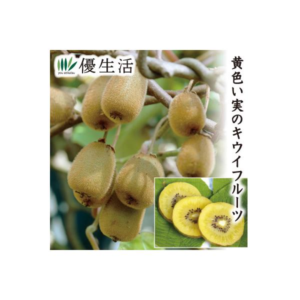 糖度の高い品種をじっくり育ててみませんか？ グリーンの品種よりも甘味が強いのが特徴。雌雄異株のため、オス・メスのセットでお届けします。●セット内容/2種2株（ゴールデンキング オス・メス 各1株〔挿し木苗〕）●標準開花期/5〜6月●収穫期/...