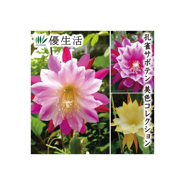 美色系の大輪咲きコレクション！ 花を楽しむ大輪系の「花サボテン」です。もともと森林の中に自生している植物なので、強い日射しは避けて育ててください。●セット内容/3種3株（京花火、金色堂、藤娘　各１株）●標準開花期/4〜6月●標準草丈/0.5...