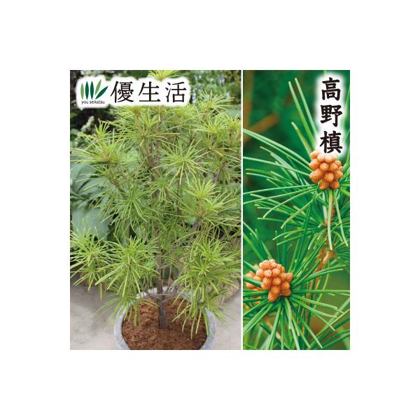 世界三大造園木の一つとされる針葉樹。 日本固有種で、和歌山県の高野山に多く生えることから名付けられています。美しい樹姿で、公園樹、庭園樹や記念樹に植えられます。●セット内容/1ポット●標準開花期/観賞期：周年（花期は4〜5月）●標準草丈/5...