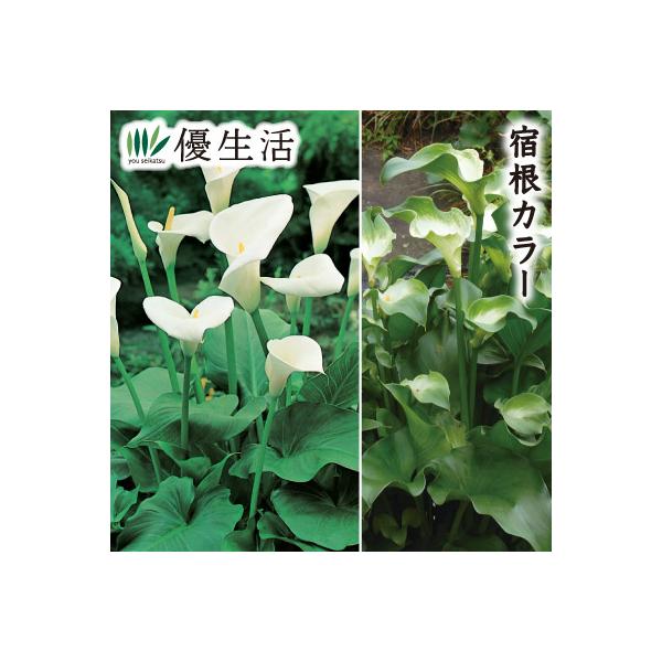 湿地を好む宿根性のカラー。 清楚で気品のある花姿がとても優雅です。植えっぱなしで年々株が大きくなり、花数も増えます。●セット内容/2種2株（源氏、グリーンソフト　各１株）●標準開花期/5〜10月●標準草丈/0.2〜1m●鉢植えができる●庭植...