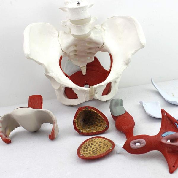 医療の学校は人体解剖学を説明するときに、このモデルは、視覚教材に適しています。..直感的に筋肉と女性の骨盤と会陰（ポット、Urogenitalsputumなど）や子宮、直腸の位置関係や膀胱の筋膜層が理解できるモデルをモデル..学生、医師また...
