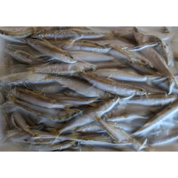 500g入になります。1尾約6-9ｃｍになります。加熱してお召し上がりください。リピーター続出です。滋賀県産になります。人気サイズです。ブランドに関しては変わる事があります。産地品質は変わりません。*沖縄・離島への発送は出来かねますことご了...