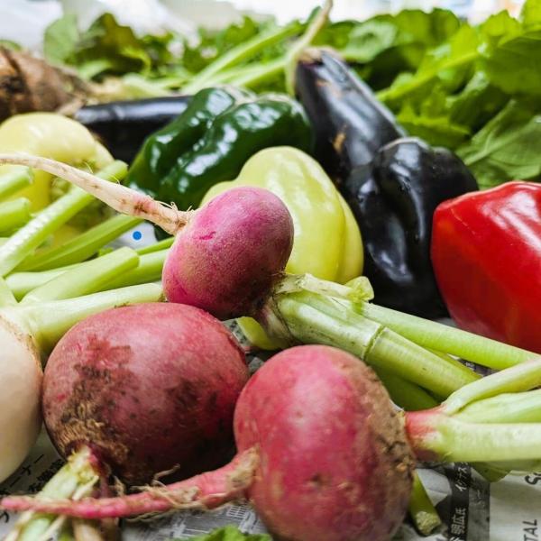 【収獲予約受付中】収穫出来次第、ご連絡の上、発送いたします。旬の野菜＆果実を3種〜5種以上・合計3Kｇ以上を詰め合わせにて即日発送いたします。収獲予定野菜春：プンタレラ、ほうれん草、キャベツ、タマネギ、ベビーリーフ、そら豆、えんどう豆　　に...