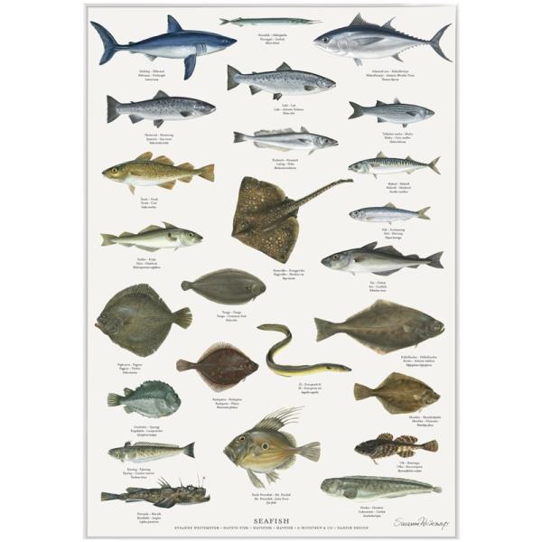 ■こちらはポスターのみの商品です。フレームは含まれません。北欧デンマークから届いた、図鑑アートなポスター。海の魚たちが図鑑のように描かれています。釣り好きな方へのギフトにも、また、店舗のディスプレーにもおすすめです。こちらはデンマークで自然...