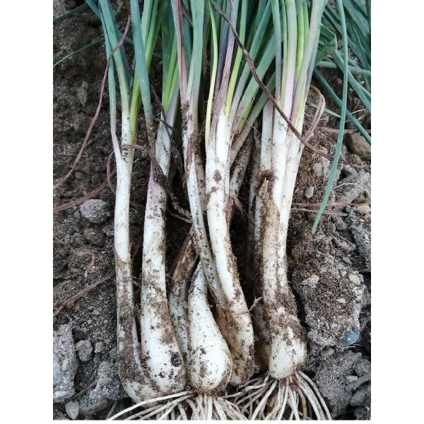 【発売日：2026年03月15日】みんな大好きならっきょう。約1ｋｇ調理法を少し・・・少し土がついているので、きれいに洗ってください。かるく塩もみします。300ｇにひとつまみ弱。熱したフライパンに油を薄ーくしきます。らっきょうをサッといため...