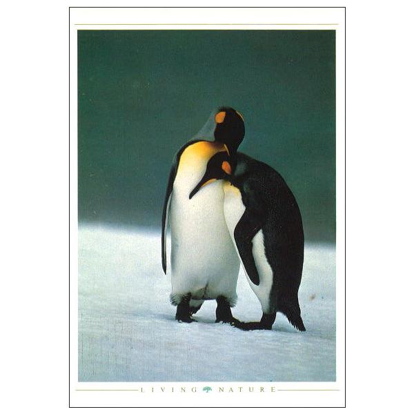 ●103×148mm在庫数は、一定の個数で設定しております。品切れの場合は、メールにてご連絡させていただきます。また、ご注文の個数についてご相談がありましたら、遠慮なくお問い合わせください。