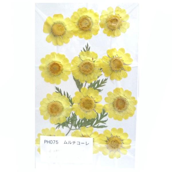 自然な花を特殊製法により丁寧に押し花にしました。無着色です。（カラードシリーズを除く）珍しい南国の花や変わった野菜、香り高いハーブ、キュートなフルーツと今までになかったラインナップです。ムルチコーレの花言葉は「誠実」　外包サイズ：12cm×...