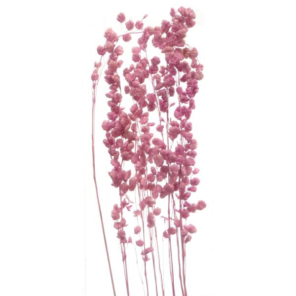 気軽に楽しめるインテリアフラワー、ハーバリウムの素材としてお使い頂けます。　生花はすぐに枯らしてしまうケースも多々あります。そんな方におすすめとなっているのがハーバリウム。ハーバリウムはガラスの小瓶にお花をオイル漬けしたもので、手入れせずお...