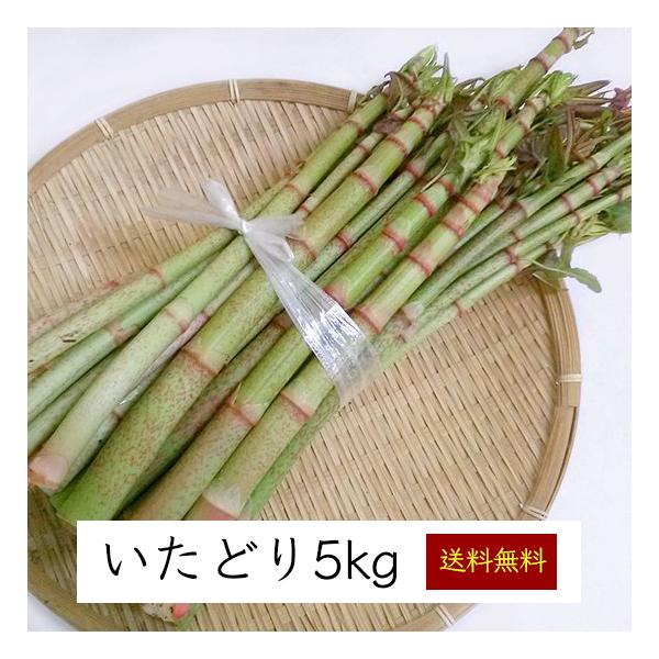 ・通常販売時のご注文について毎週金曜日の午前中で注文を締め切り、翌週に発送となります。・高知の春を感じさせる山菜イタドリ高知県土佐山の春を知らせるイタドリ。3月下旬〜5月上旬に生えるタデ科の多年生植物で、別名スカンポとも呼ばれる山菜の一種で...