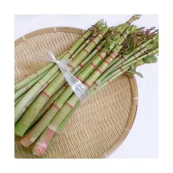 ・通常販売時のご注文について毎週金曜日の午前中で注文を締め切り、翌週に発送となります。・高知の春を感じさせる山菜イタドリ高知県土佐山の春を知らせるイタドリ。3月下旬〜5月上旬に生えるタデ科の多年生植物で、別名スカンポとも呼ばれる山菜の一種で...