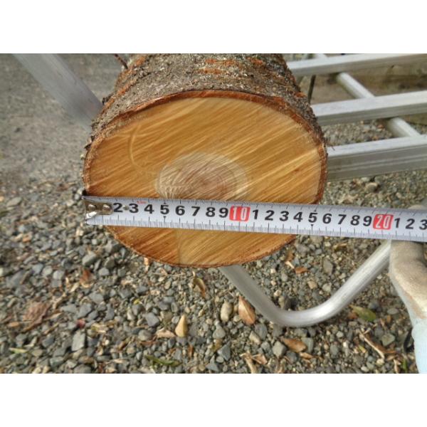 ■商品名　：ナメコの成る木　短木　極太サイズ■セット内容原　木　：徳地柚木産　山桜サイズ　：約50cm（長）×直径15センチ前後入り数　：2本種菌　　：植菌数　20個（1本当たり）　※収穫を長く楽しめるように「早生種」と「中生種」を混載して...