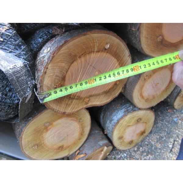 ■商品名　：ナメコの成る木　短木　特大サイズ■セット内容原　木　：徳地柚木産　山桜サイズ　：約50cm（長）×直径２０センチ前後入り数　：1本種菌　　：植菌数　40個　※収穫を長く楽しめるように「早生種」と「中生種」を混載して植菌しておりま...