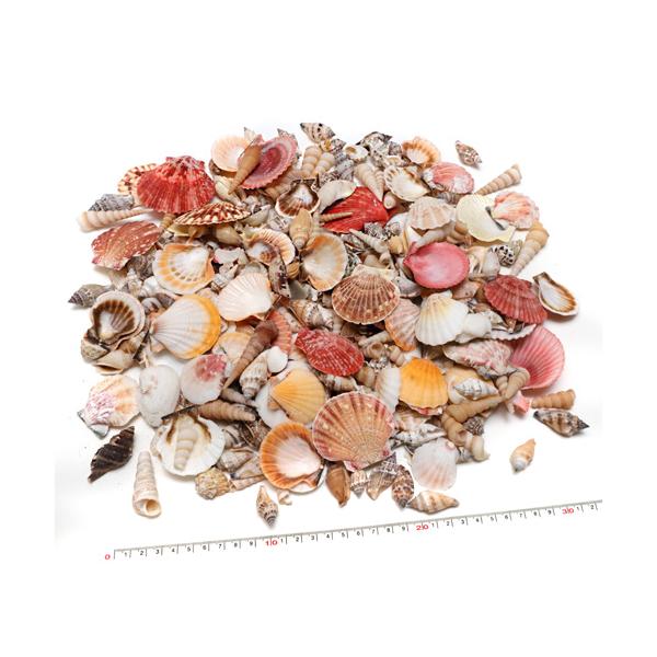 業務用5kg入り。大量でたくさんの貝殻です。インテリアに、手作りの工作に、オリジナルで使い方色々。天然の素材なのでサイズや形にばらつきや傷、欠けのある場合もありますがご了承ください。写真は約1kgです。目安にしてください。少々の欠けなどがご...