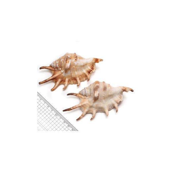 ☆サイズ約11×6×5cm写真は一例ですディスプレイ、インテリア、デコレーションやハンドメイドの材料として最適です。自然のもののため、色、サイズや形にばらつきや傷、欠けのある場合もありますがご了承ください。※配送は宅配便になります。ゆうパケ...