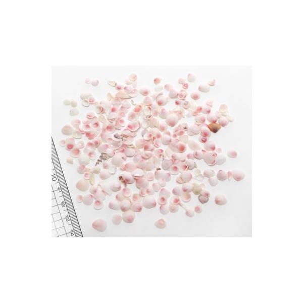 貝の種類：リンゴ貝（小）重量：約2.5g（約5mm〜8mm)在庫減少につきまして色味やサイズのご希望はお応えできません。ご了承くださいませ。他に中、大、特大サイズがございます。