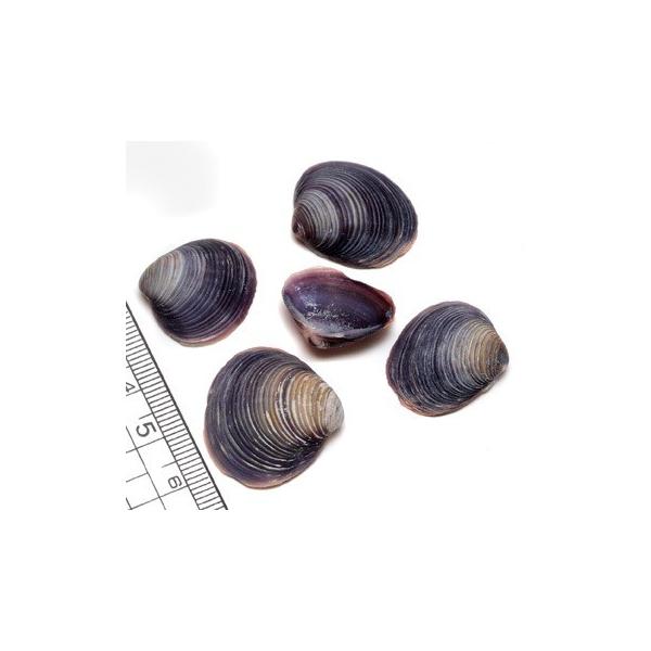 ★　貝の種類　パープルカイカイ★　5g（10枚）ハンドメイド作品や、工作、工芸の材料に。インテリアやディスプレイにも。天然の素材なので割れや欠け、ヒビがあるものが混じっていますがご了承ください。けのある場合もありますがご了承ください。