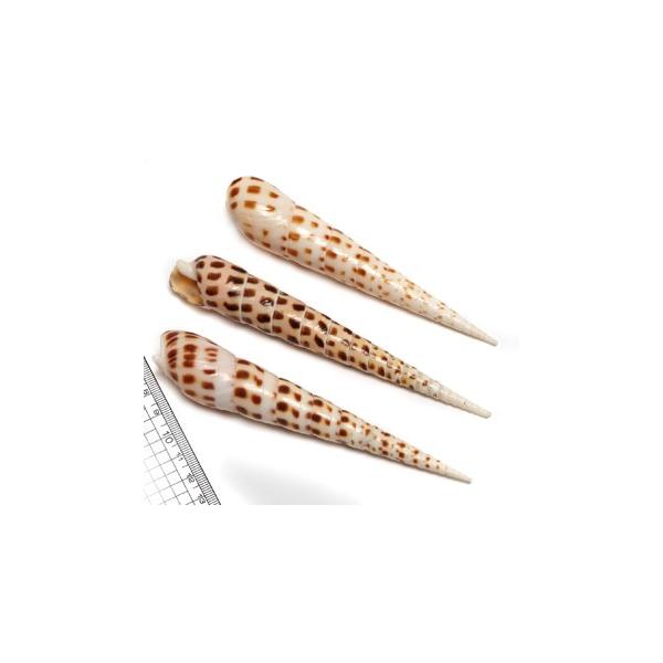 ☆サイズ約直径2〜3cm×長さ11〜13cm☆写真は一例ですディスプレイ、インテリア、デコレーションやハンドメイドの材料として最適です。自然のもののため、サイズや形にばらつきや傷、欠けのある場合もありますがご了承ください。※配送は宅配便にな...