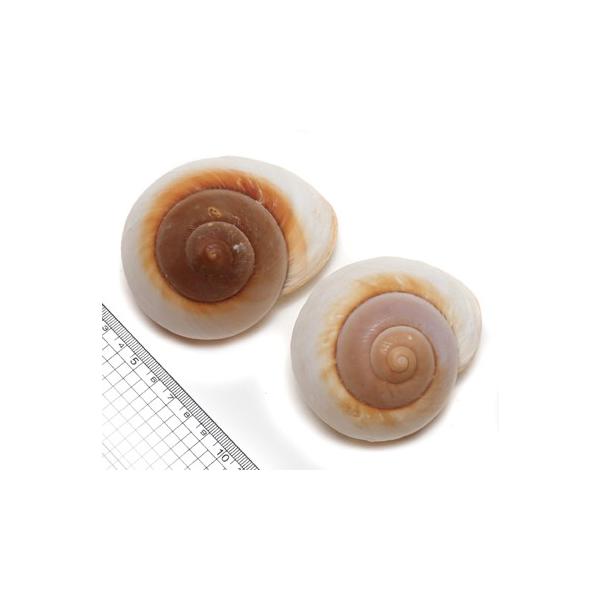 ☆サイズ約8×6×4.5cm（写真は一例です）大きくて存在感のある貝殻です。ディスプレイ、インテリア、デコレーションやハンドメイドの材料として最適です。自然のもののため、色、サイズや形にばらつきや傷、欠けのある場合もありますがご了承ください...