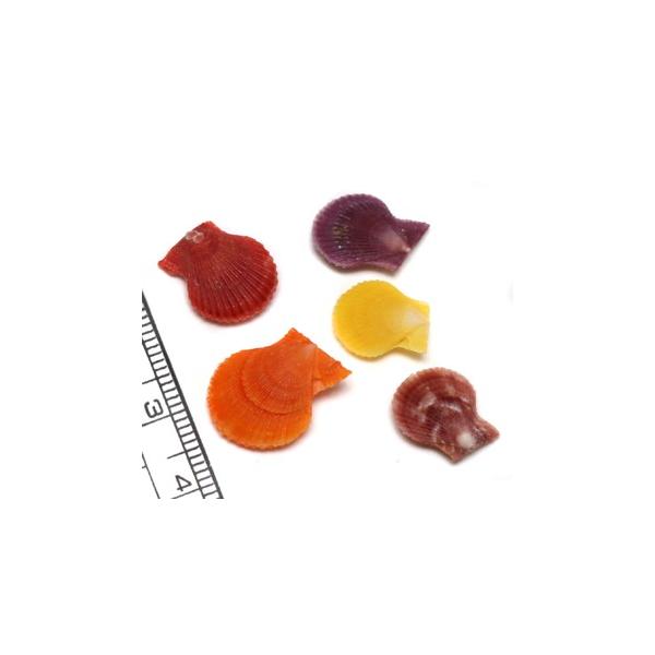 ★　貝の種類　ヒオオギ★　SSサイズ　２枚合わせ5個　　サイズ約8〜15mm★　カラーはレッド、オレンジ、パープル系ミックスになります。ハンドメイド作品や、工作、工芸の材料に。インテリアやディスプレイにも。天然の素材なのでサイズや形にばらつ...