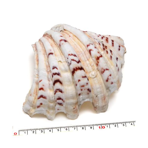 ☆貝殻：シャコガイ　1枚 ☆サイズ：17×12.5×8cm 約460g☆自然のままです、貝殻のくっついた跡があったりします。☆シャゴウガイは外の殻部分が鋭くなっていますので取り扱いにご注意くださいませ。※配送は宅配便になります。 ディスプレ...