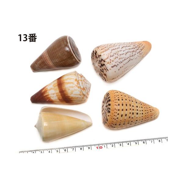 重さ：0.5kg　写真のものをお送りします。重みと存在感のある、貝殻です。※各イモガイの名称は不明ですのでご了承くださいませ。＜サイズ　13番＞左上　約7×4.8cm左中　約8.5×4.5cm左下　約7.2×4.3cm右上　約8.6×5cm...