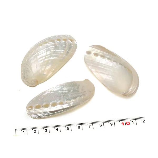 ☆サイズ約4〜6cm　1枚☆写真は一例ですディスプレイ、インテリア、デコレーションやハンドメイドの材料として最適です。自然のもののため、サイズや形にばらつきや傷、欠けのある場合もありますがご了承ください。※ゆうパケット配送可能商品です。 そ...