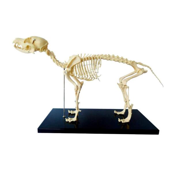 このモデルは、犬の骨の解剖学的特徴を示しており、解剖学は非常に標準です。..モデルは、明確な形や細部との自然な大型犬の骨のサンプルで作られます。..それは展示品やグッズ、また、実験室の供給のための重要なサプリメントを研究するための適切な動物...