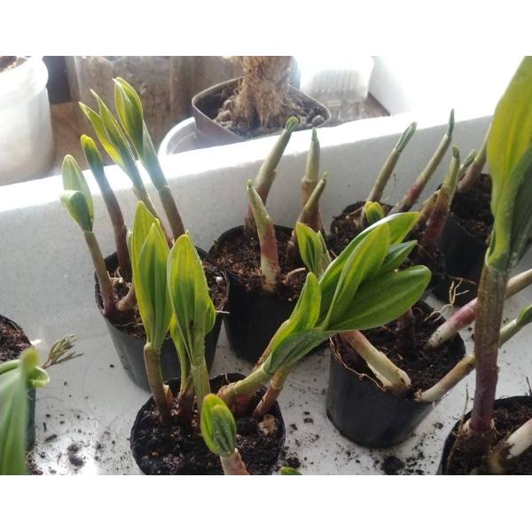 北海道道南産行者にんにく　12年株　貴重な極太、行者にんにくは成長がおそく長い年月をえて二枚葉、三枚葉となります。季節により葉の開き具合がかわります。畑、鉢などに植え付け秋ぐらいから葉が変色したり枯れてしまう場合があるかもしれませんが根株は...