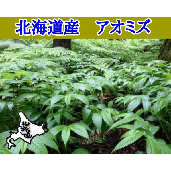青みずは、赤みず同様、水のきれいな沢周辺に自生していますが、赤みずに比べると、とても神経質で繊細な山菜といえます。限られた場所にしか生えないため、量的にも少なく赤みずよりも高級な山菜と言えるでしょう。