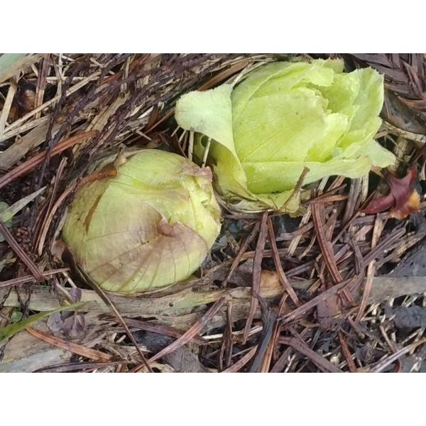 【発売日：2026年03月15日】北海道産朝採り　天然　フキノトウ　30個　中〜大サイズご注文を受けてから採取しますのでとても新鮮です。北海道産のフキノトウは苦味が少ないと全国のお客様より評判です。